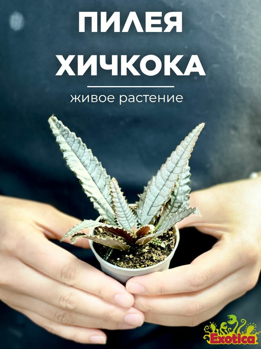 Пилея Хичкока (Pilea Hitchcockii) D10см, живой цветок