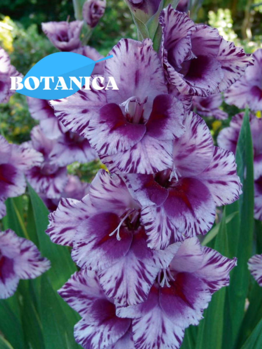 Луковицы цветов, botanica garden , Гладиолус Пасос (5 луковиц)