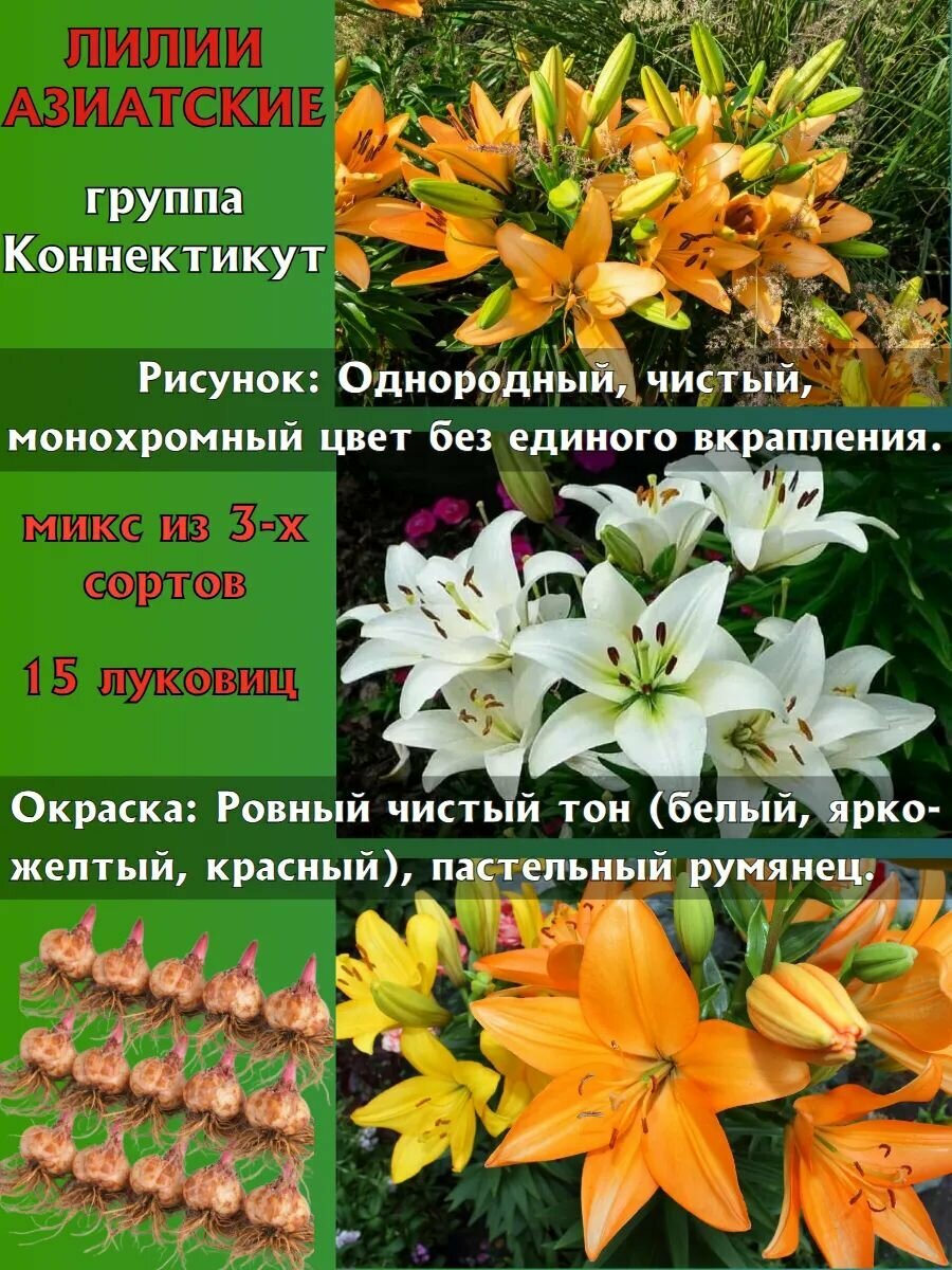 Лилии азиатские, группа Коннектикут, 3 сорта по 5 шт.