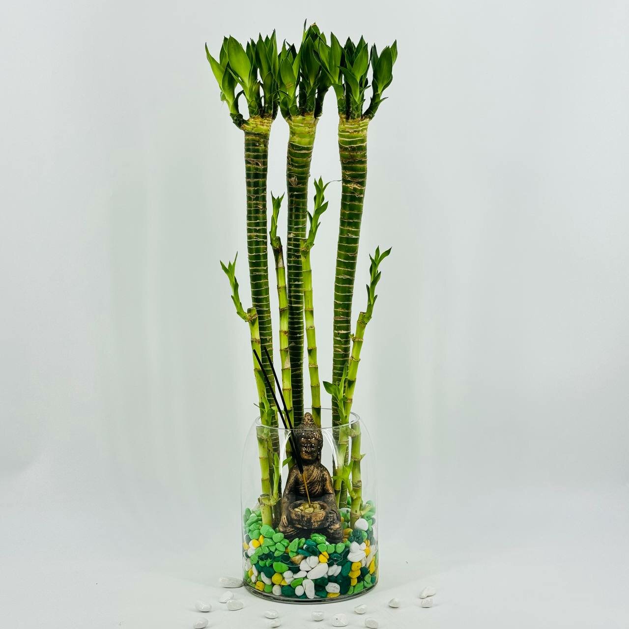 Интерьерная композиция бамбук в стекле с Буддой. "Счастливый Бамбук" - Drасаеnа Luсky Ваmbоо. Драцена Сандериана ( Drасаеnа Sаndеriаnа )