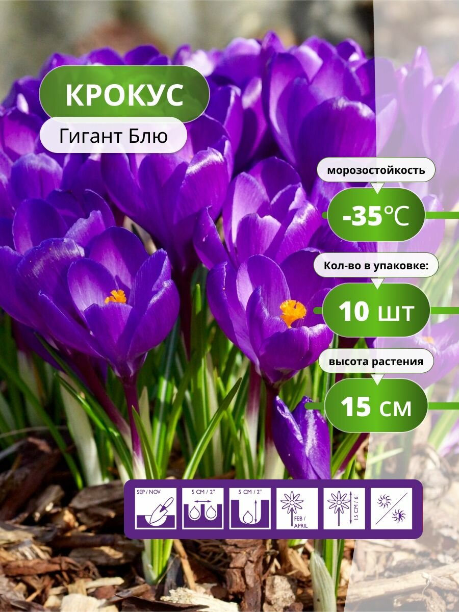 Крокус Гигант Блю (10 луковиц) / луковичные многолетние цветы