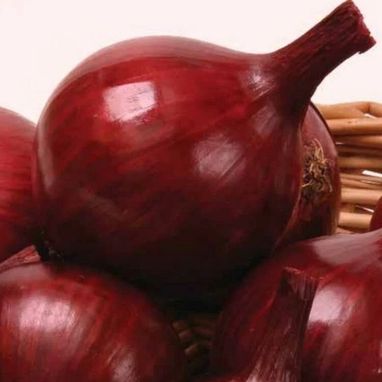 Коллекционные семена лука репчатый Черный принц