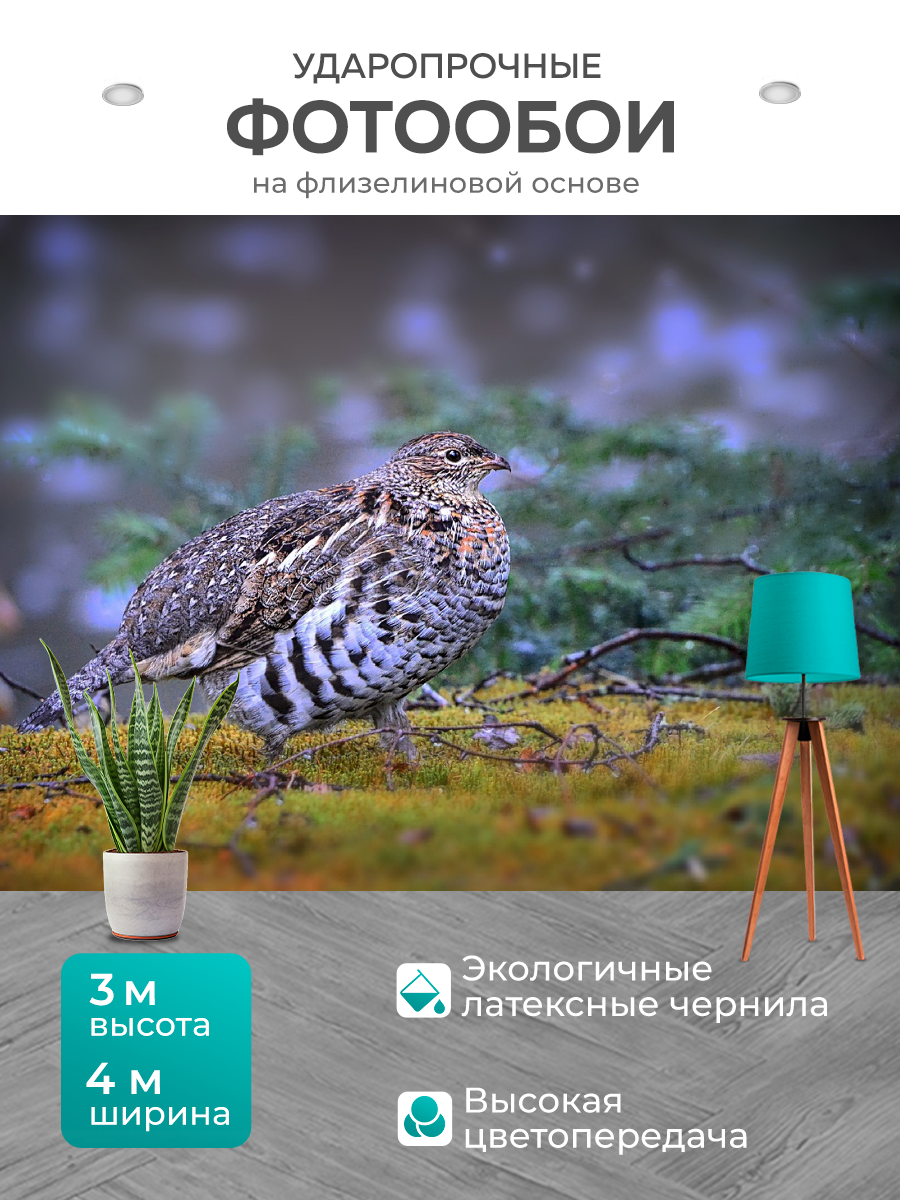 Фотообои моющиеся ударопрочные "Тетерев, птица, животное" 400x300 см. флизелиновые на стену