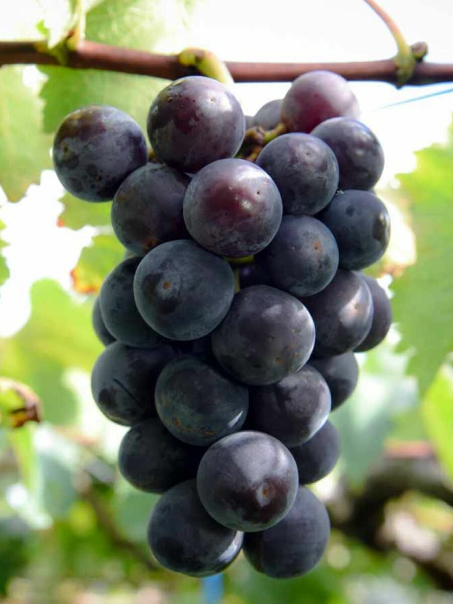 Виноград Фуджиминори (Пинг-Понг) / 1 шт, столовый сорт, крупноплодный, раннесредний