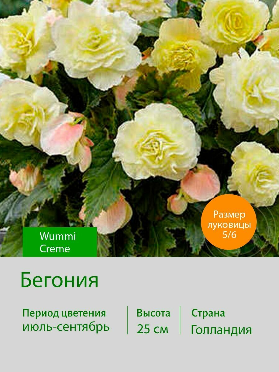 Бегония Вумми Крем (Wummi Creme) 3 шт. Сотка