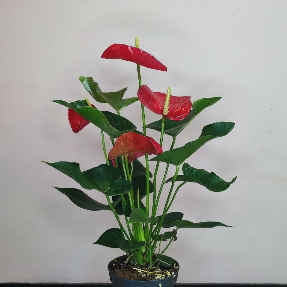 Комнатное растение Антуриум