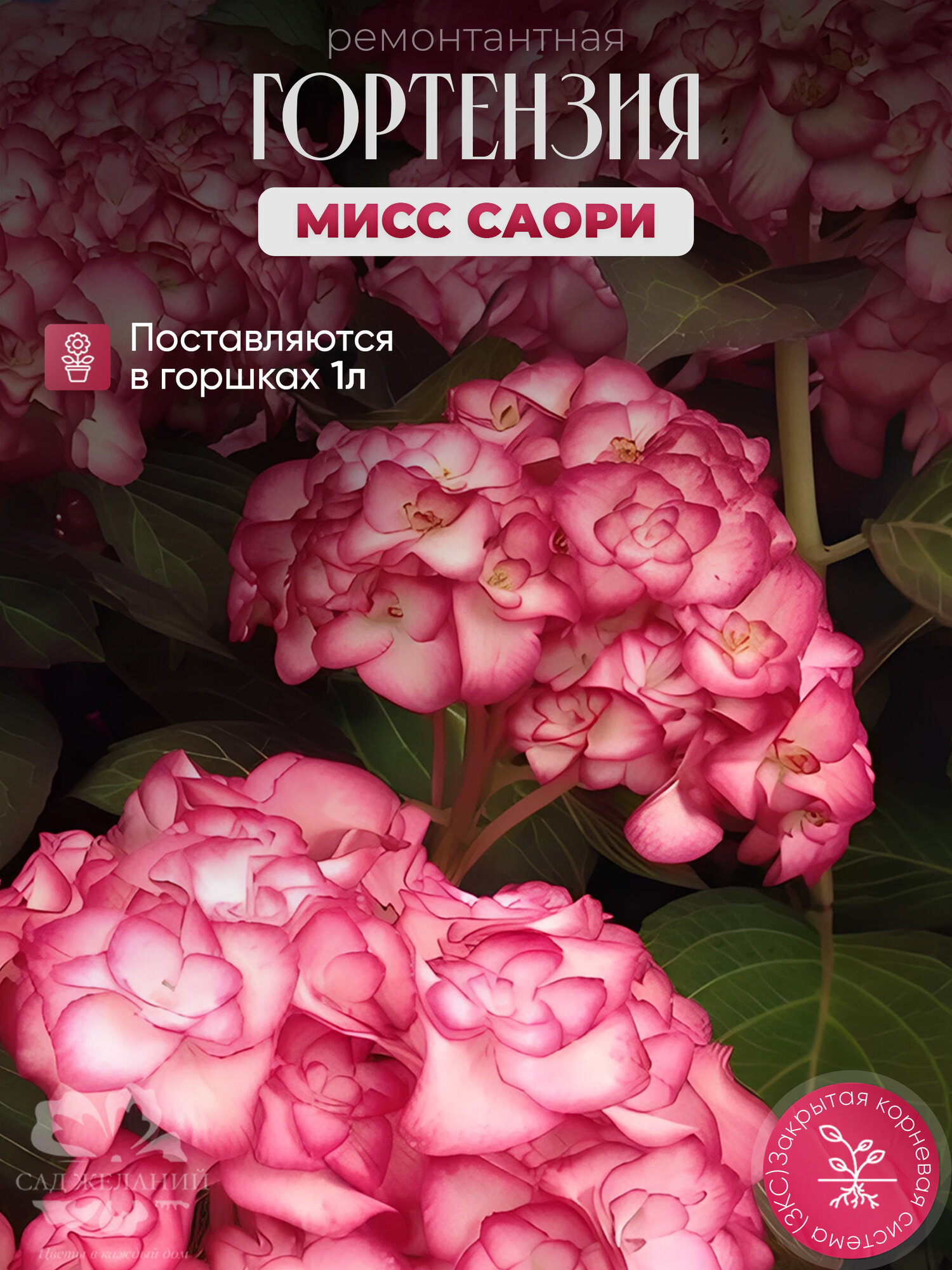 Гортензия ремонтантная Мисс Саори в тубе, живое растение в горшке, саженец для сада, озеленение участка