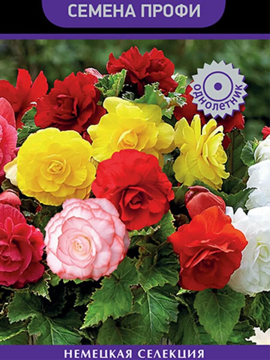 Бегония клубневая Нонстоп Микс 10 шт, Семена Поиск