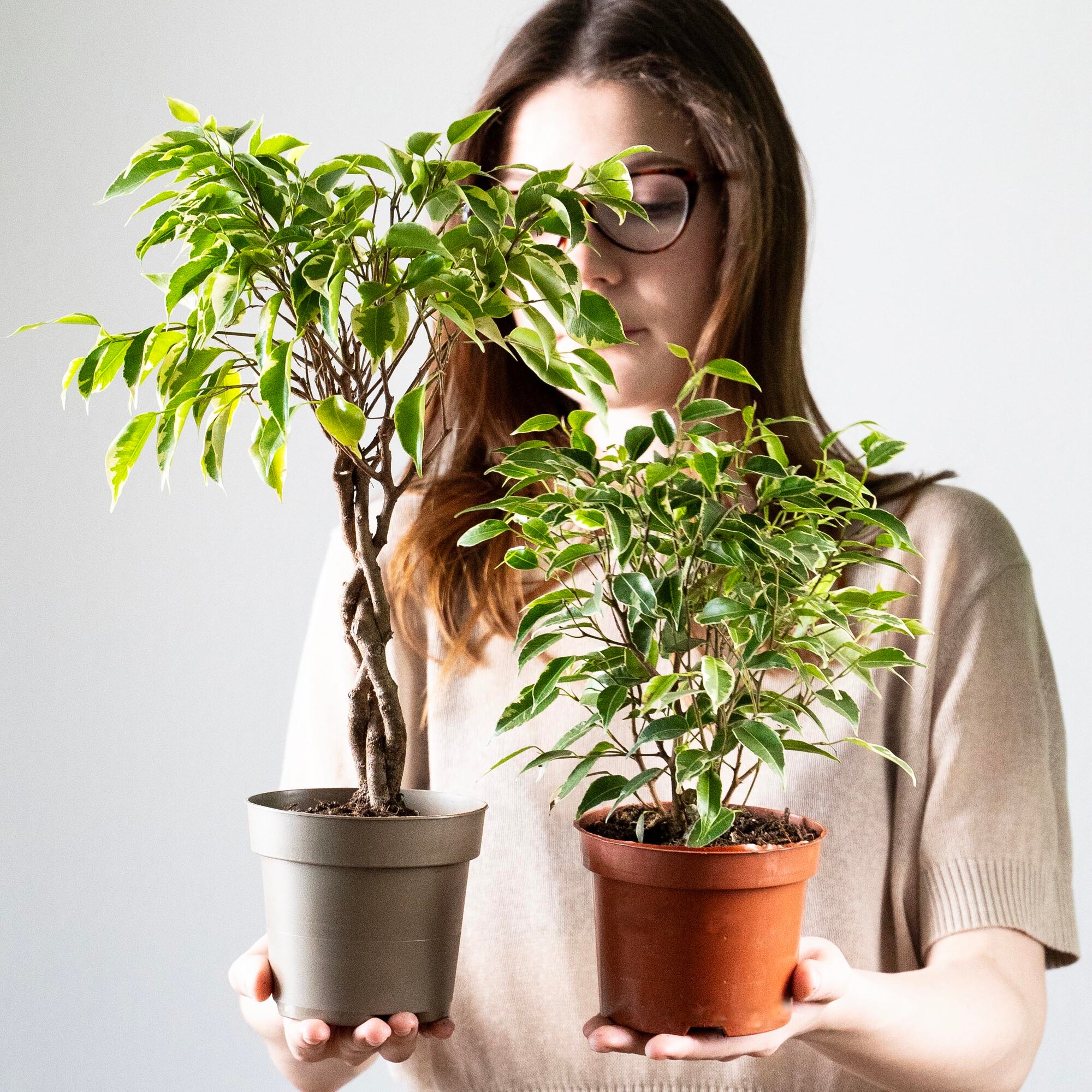 Комплект "Фикус-дуэт" - Фикус Бенджамина куст , фикус плетенный 12/30 см