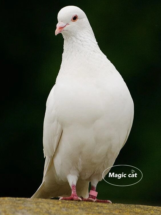 Картина из алмазной мозаики на подрамнике Круглые бриллианты 40х50см "Голубь мира"