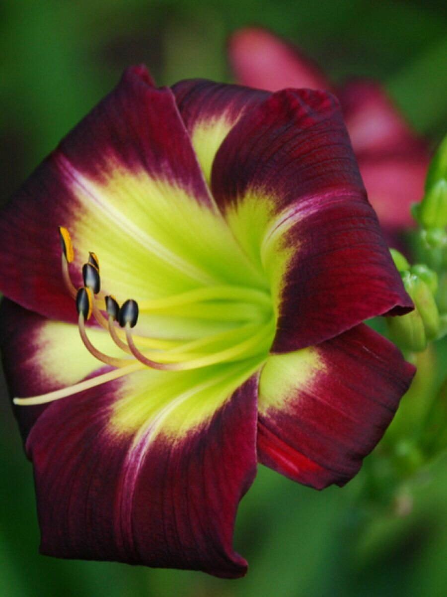 Лилейник Найт Бекон