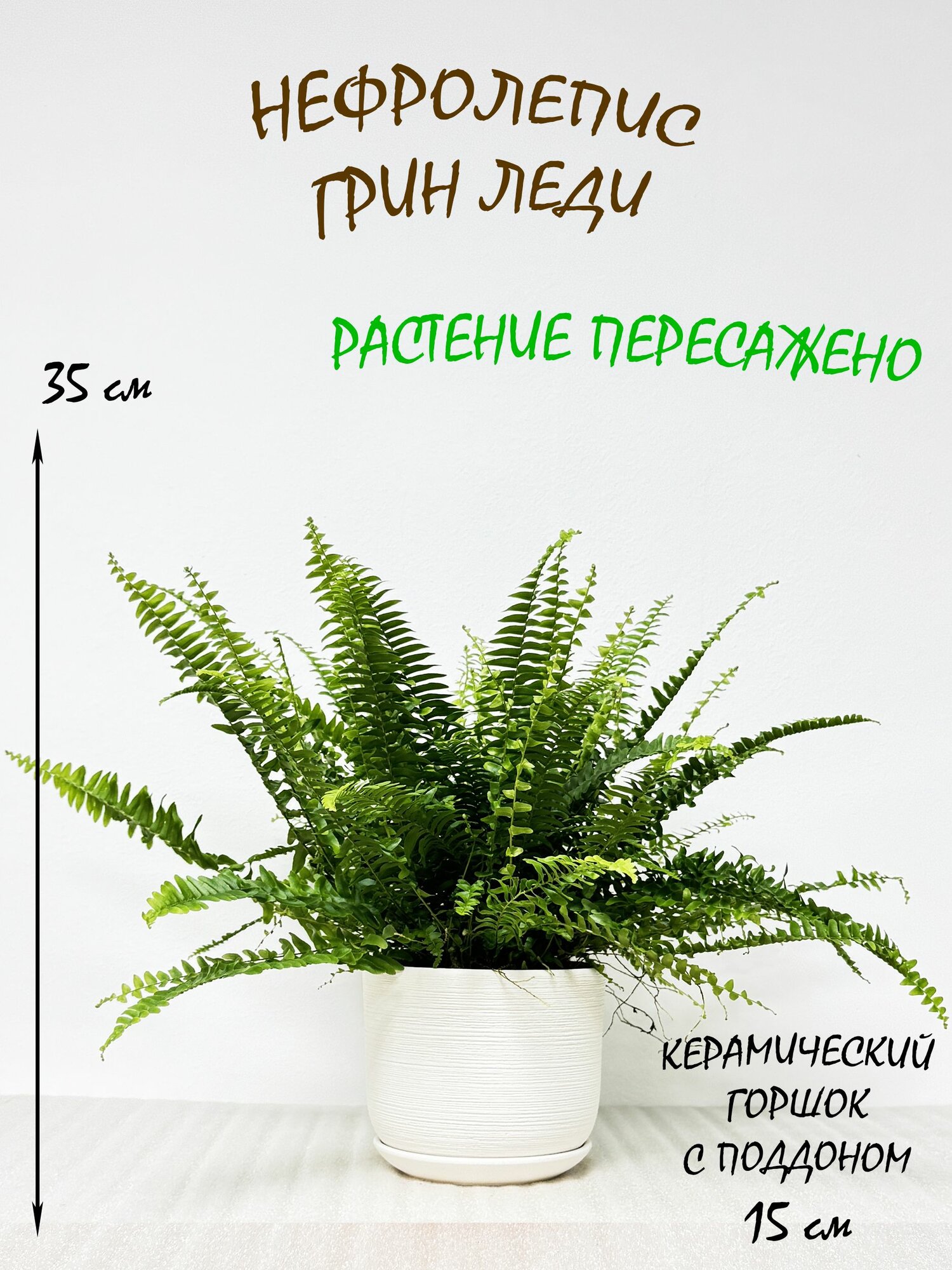 Нефролепис Грин Леди в белом керамическом горшке с поддоном, высота 35-40см