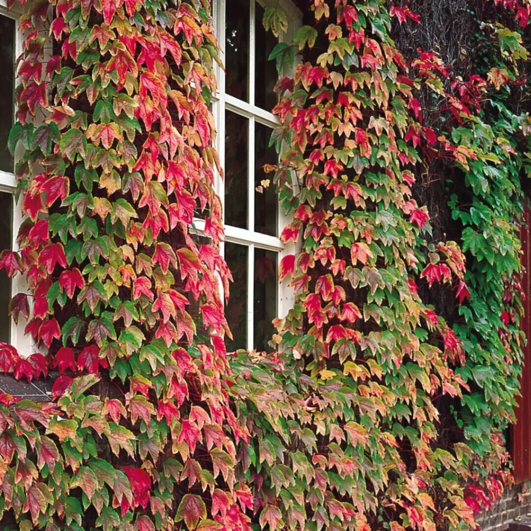 Виноград девичий тройчатый Вейтчи (Parthenocissus tricuspidata Veitchii) / 1 шт