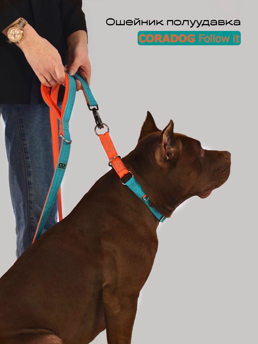 Ошейник-полуудавка, мартингейл, CORADOG Follow it, для средних и крупных собак, бирюзовый оранжевый, размер L 42-65 см, ширина 2,5 см