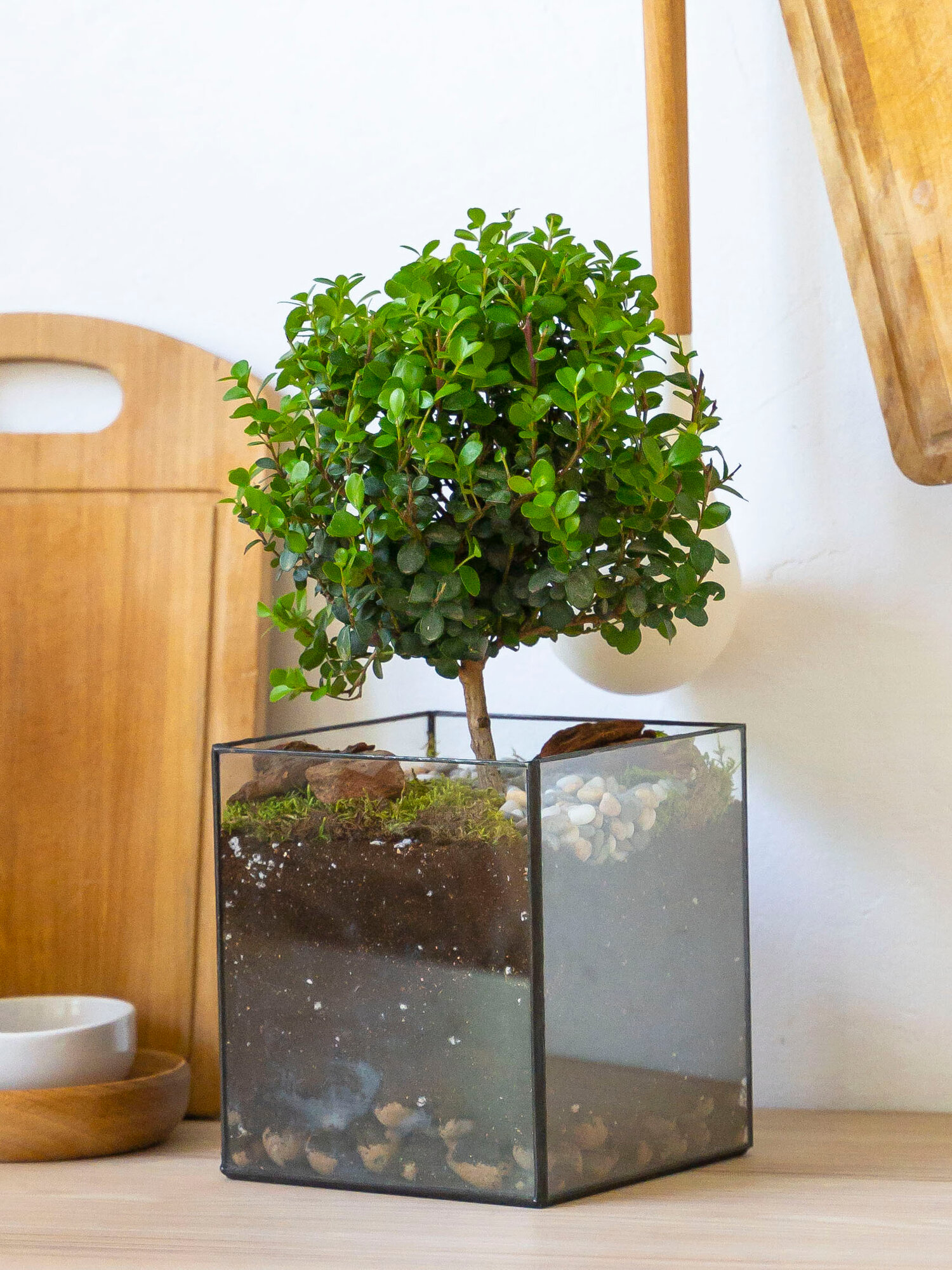 Geo Glass: Мирсина африканская в кашпо , живое дерево в стеклянном кашпо 30-35 см