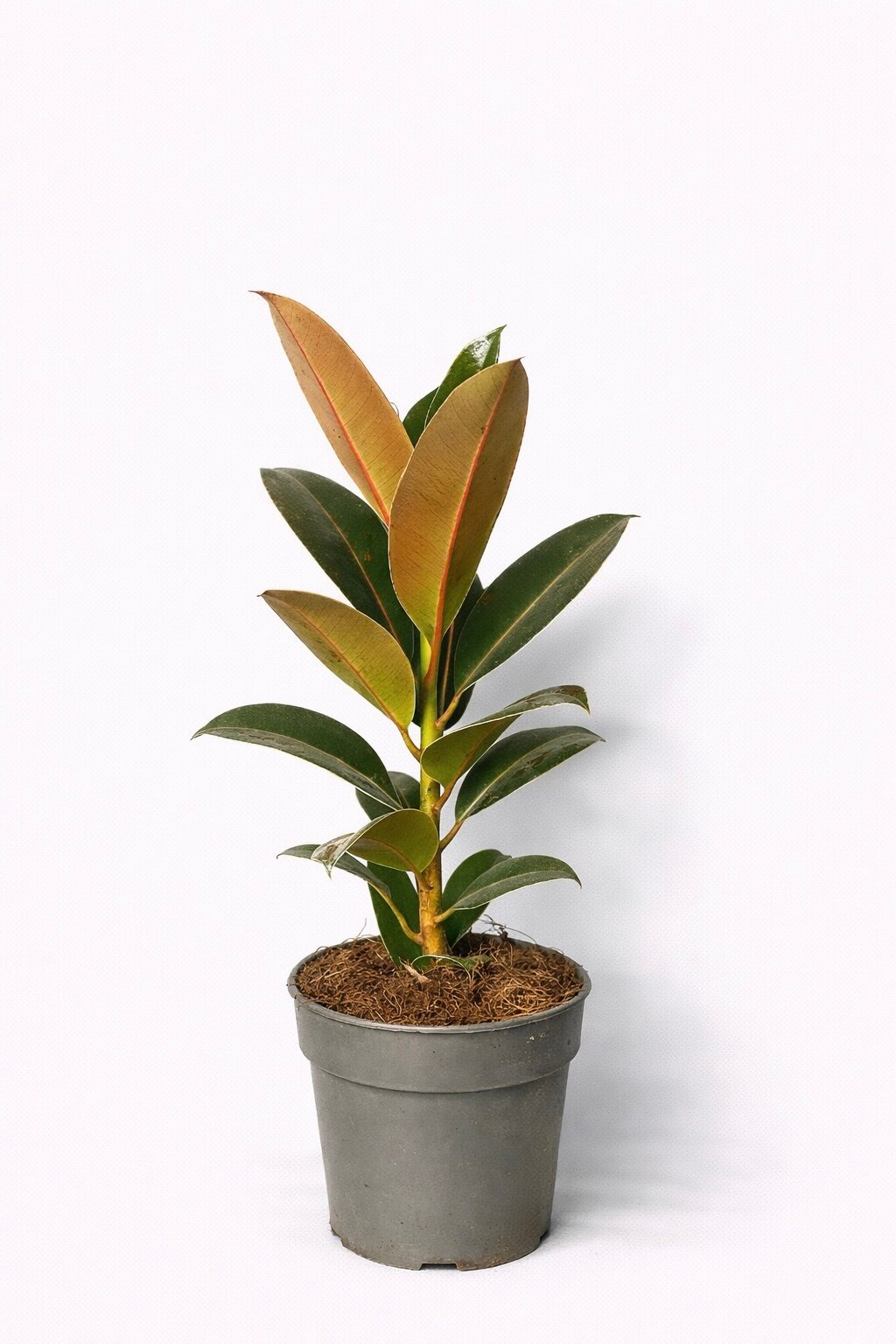 Фикус Робуста (Ficus elastica ‘Robusta’) — мощная зелёная классика для дома и офиса