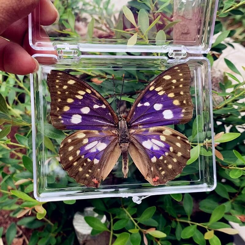Чучело декоративное Настоящая бабочка в пластиковая коробка