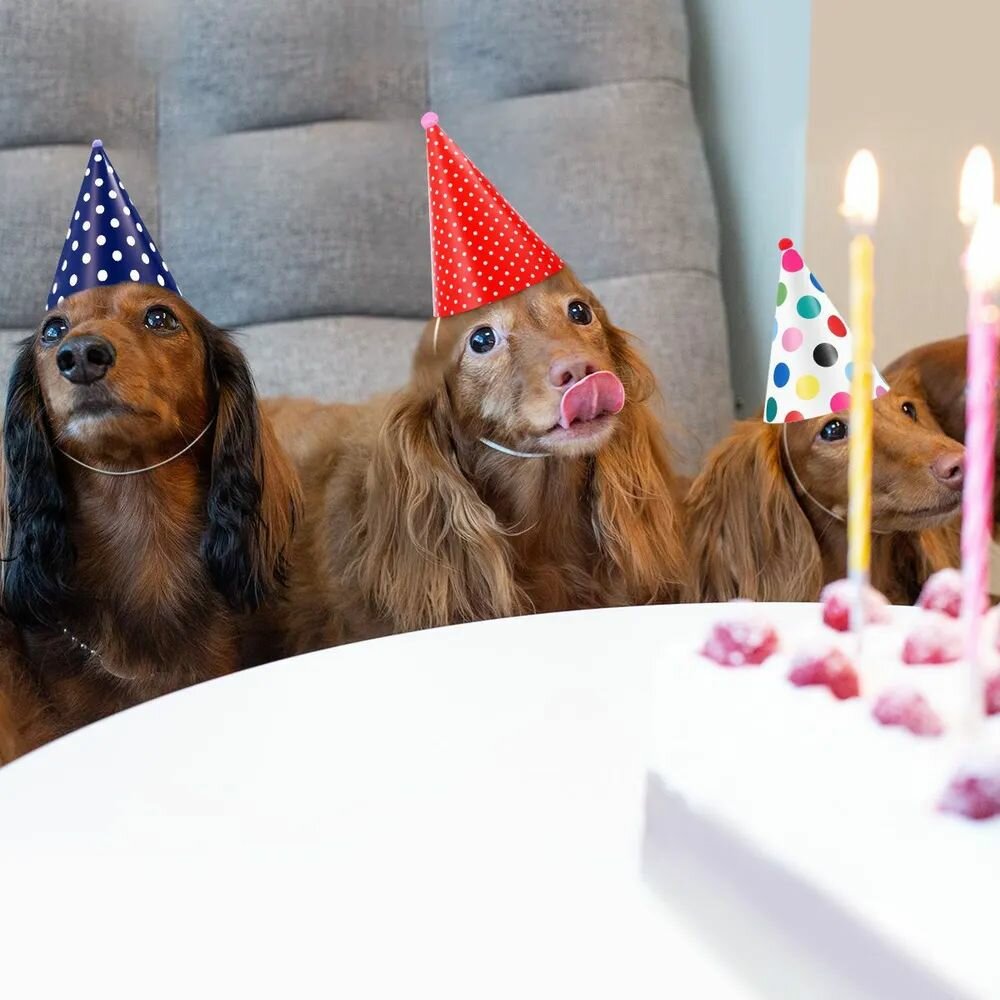 Праздничные бумажные колпачки с цветным рисунком для питомцев, набор из 11 штук для дня рождения