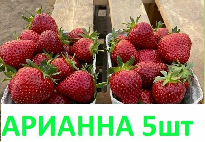 Рассада. Клубника Арианна