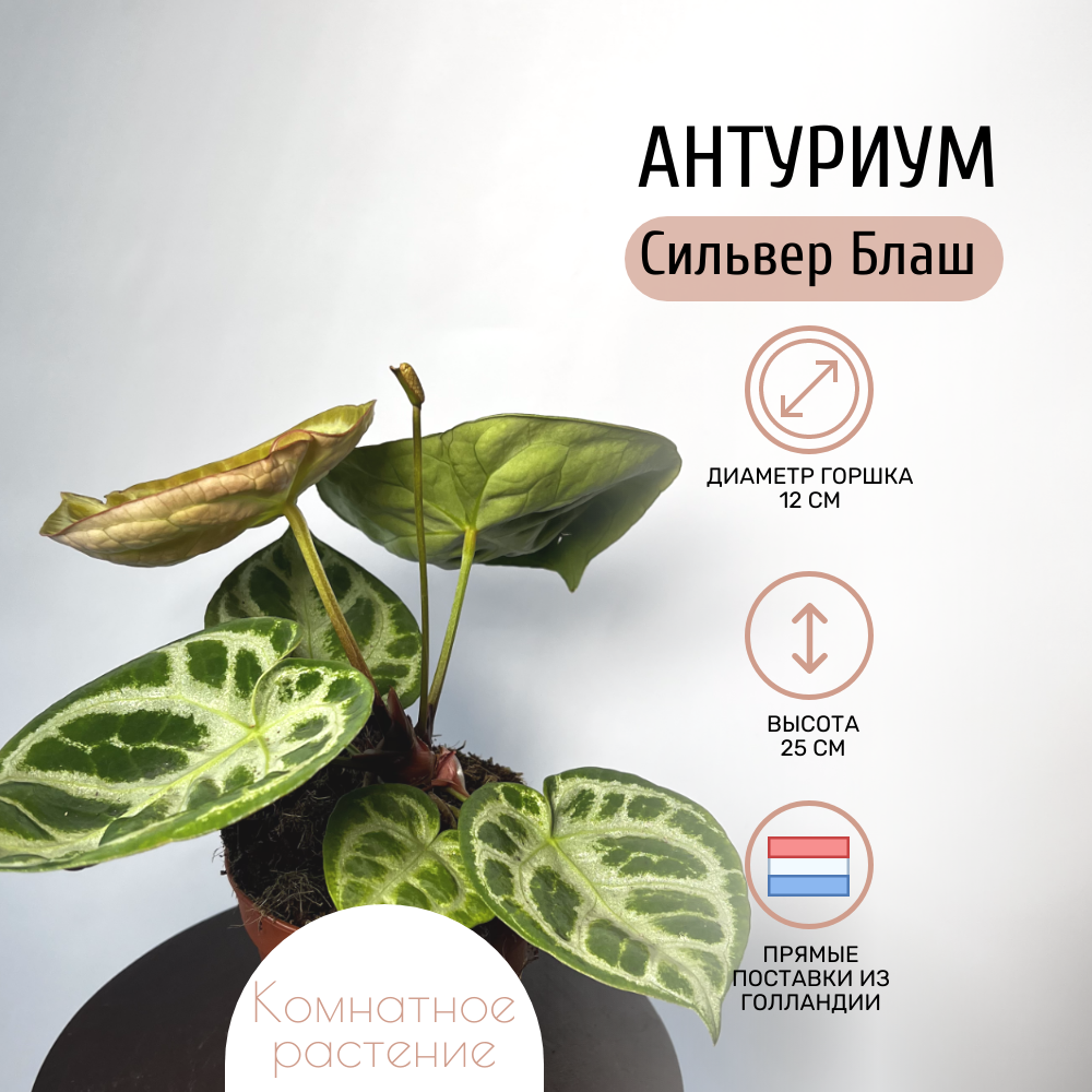 Комнатное растение Антуриум Сильвер Блаш - серебро и деликатность