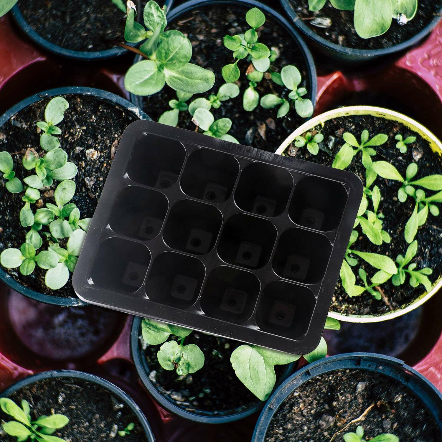 QUANBU 5 набор из 12 ячеек, горшок для рассады, поддон для семян, набор, ящик для проращивания растений с крышкой, ящик для выращивания в саду