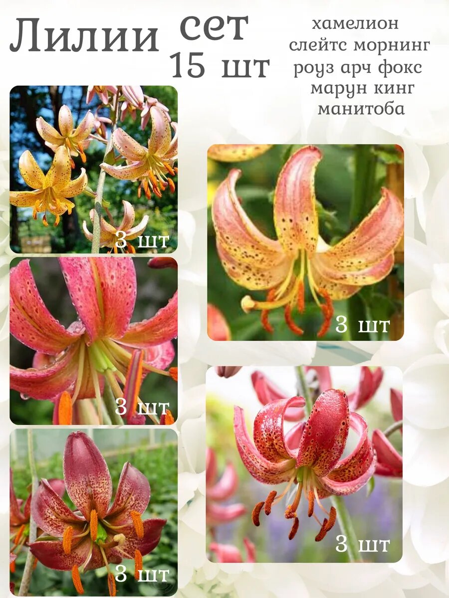 Лилия луковицы, многолетние цветы для посадки, Сет 15 шт