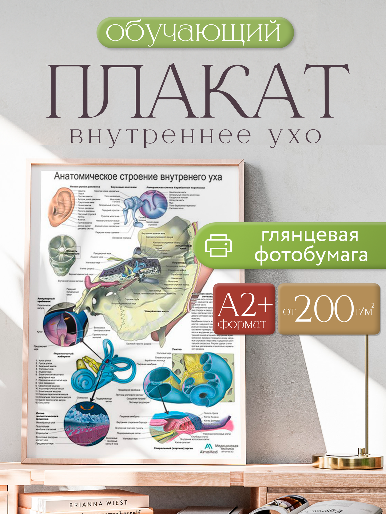 Внутреннее ухо, плакат глянцевый глянцевая фотобумага от 200 г/кв. м, размер A2+