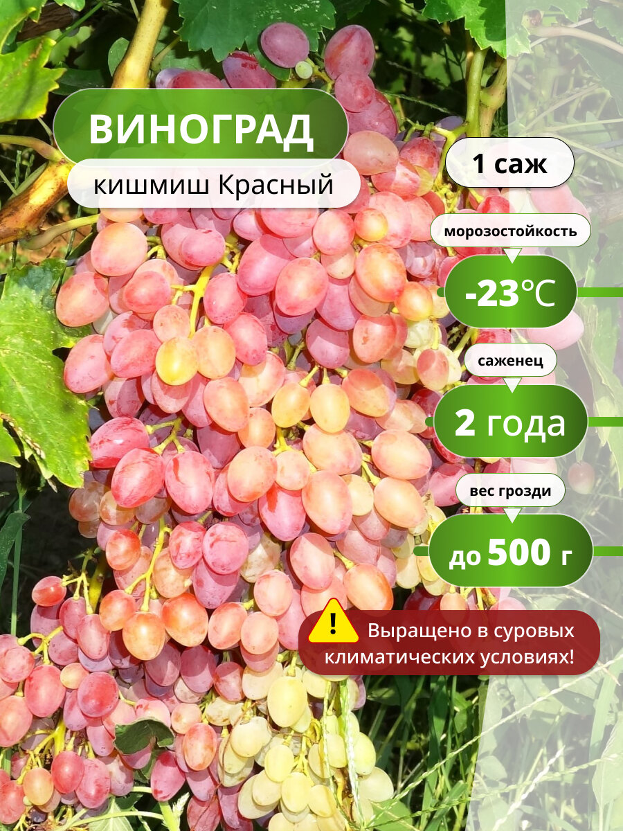 Виноград "Кишмиш", красный, морозостойкий, ранний сорт, 1 шт