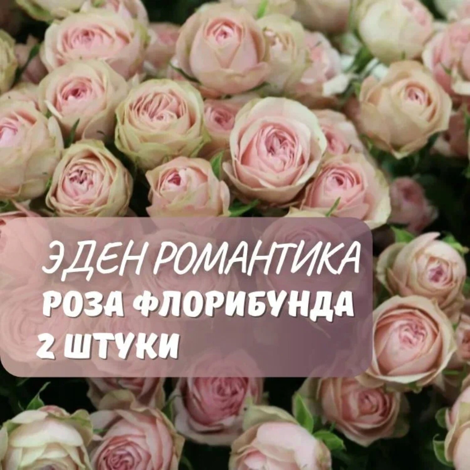 Роза флорибунда Эден Романтика , 2 саженца , многолетняя , бело-розовый