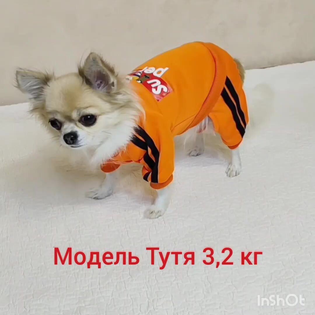 Одежда для животных — фото 1