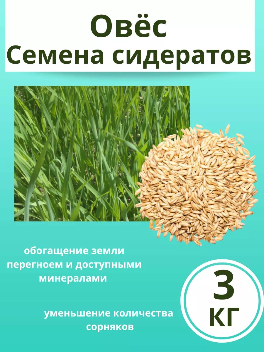 Овес семена сидерат 3 кг
