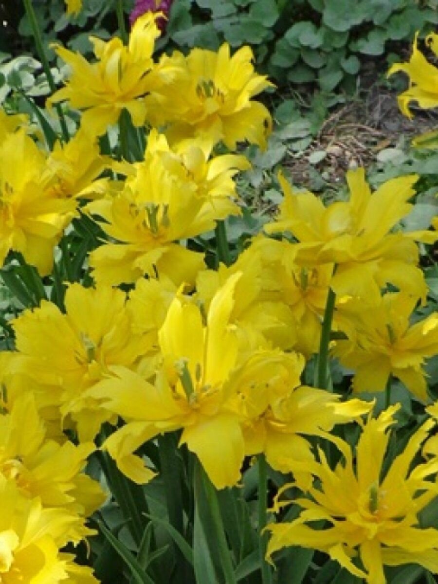 Тюльпан Монте Спайдер лилиецветный 5шт / Луковицы тюльпанов лилиецветных