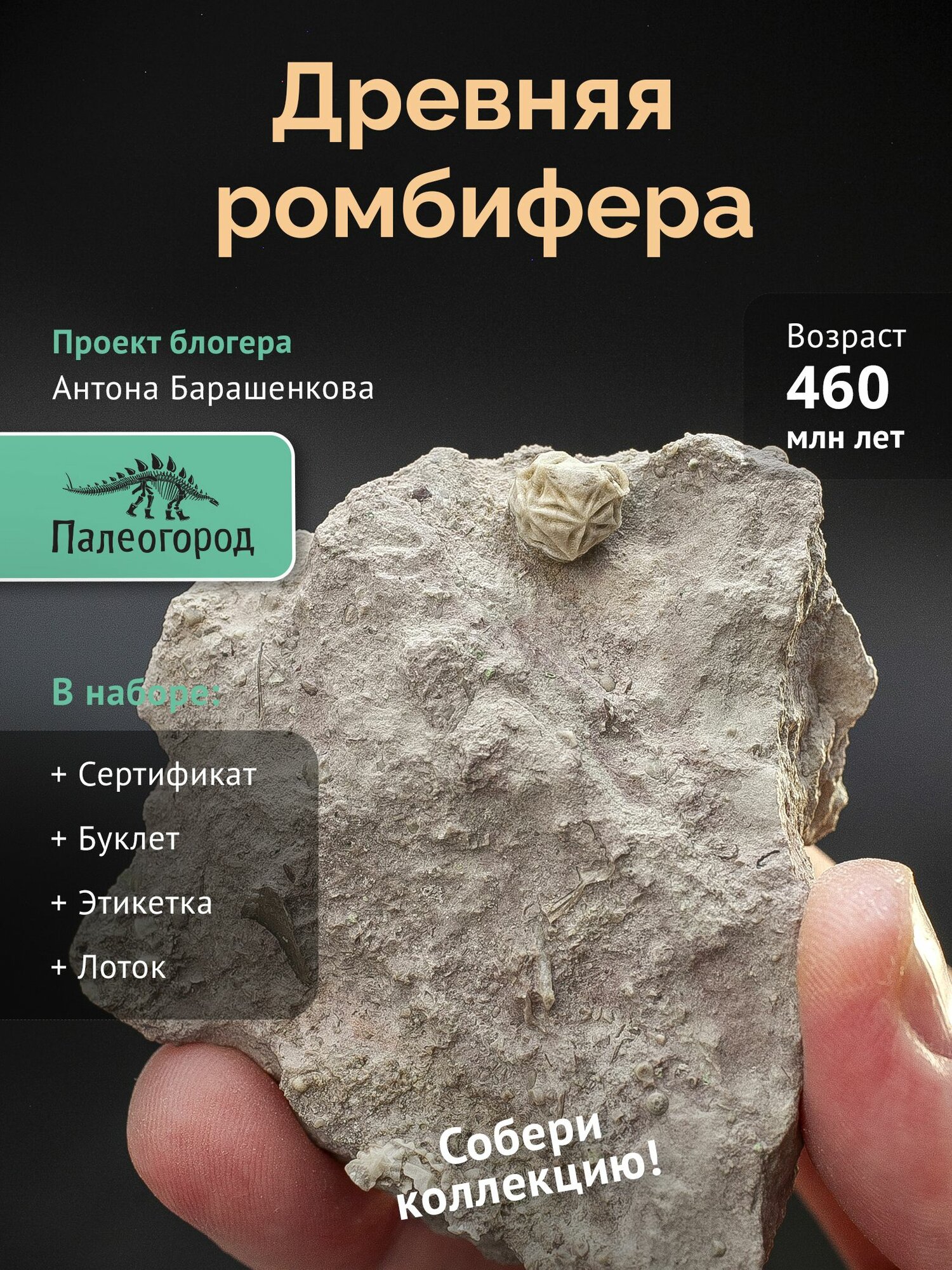 Ромбифера Echinoencrinites UNC (образец №177). Коллекционный набор. Необычные подарки для мужчин и женщин. Украшение интерьера.