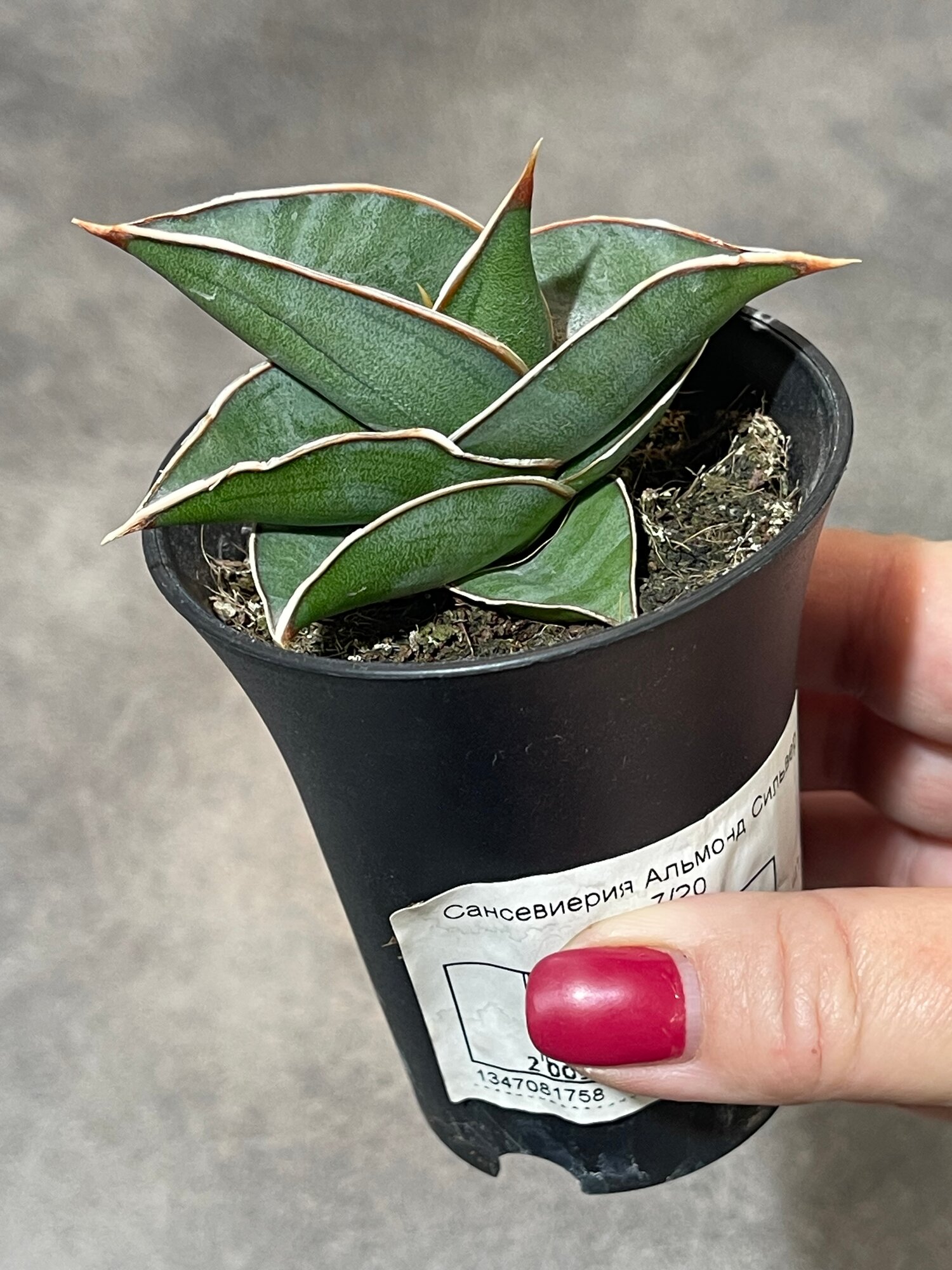 Сансевиерия Альмонд Сильвер d8