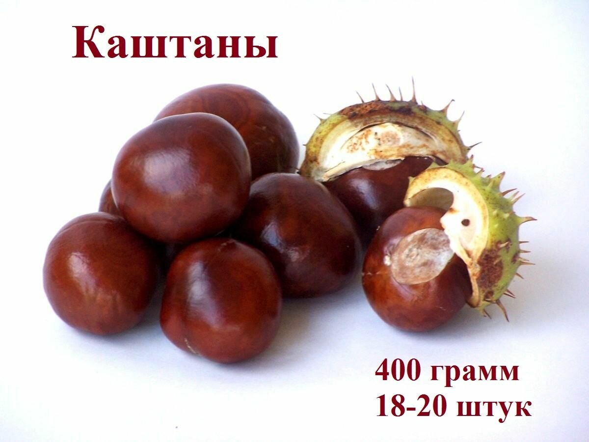 Каштаны для поделок
