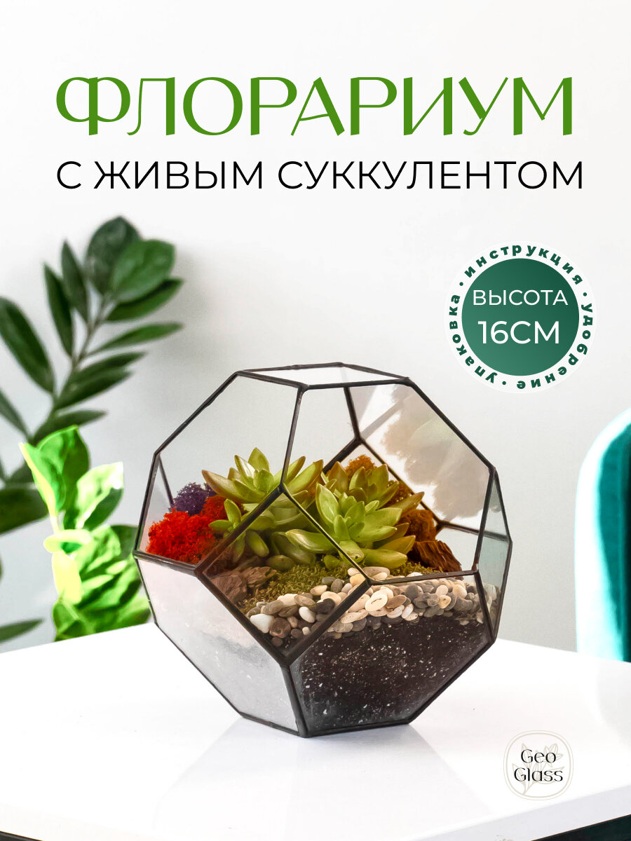Geo Glass: Суккулент живой во флорариуме , ваза для флорариума из стекла , подарок