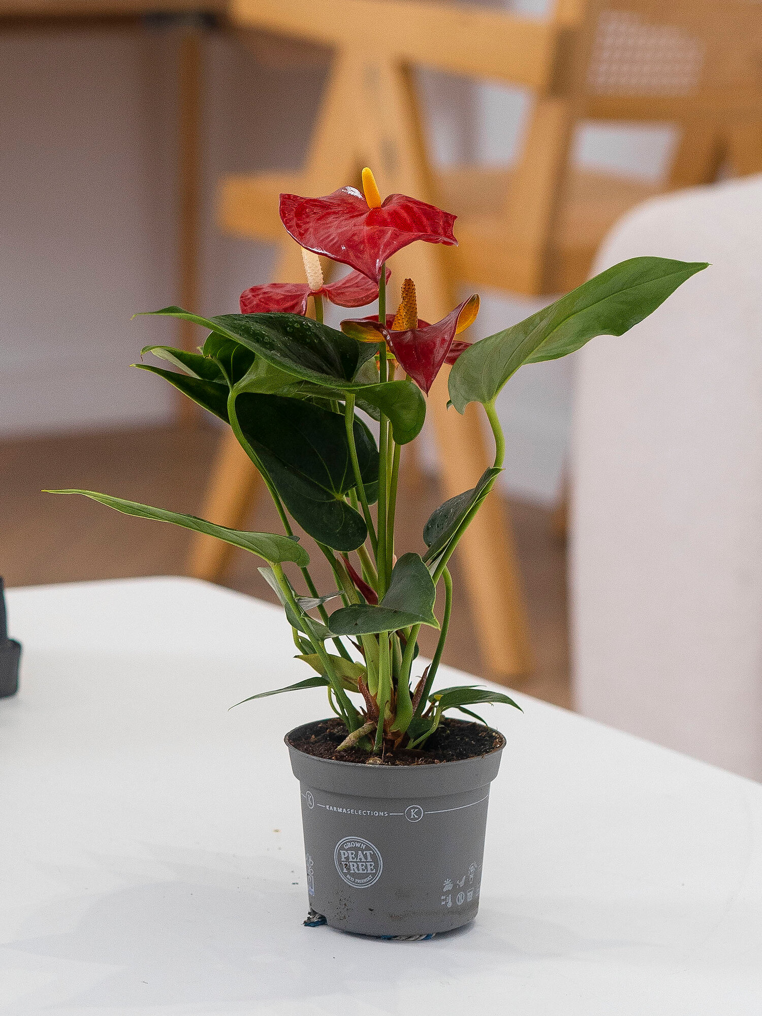 Geo Glass: Антуриум живой цветок в горшке , комнатное растение 9/25 см