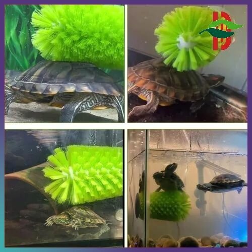 Зеленая щетка для чистки панциря черепах с присоской - отшелушивающий уход за спиной аквариумных черепах