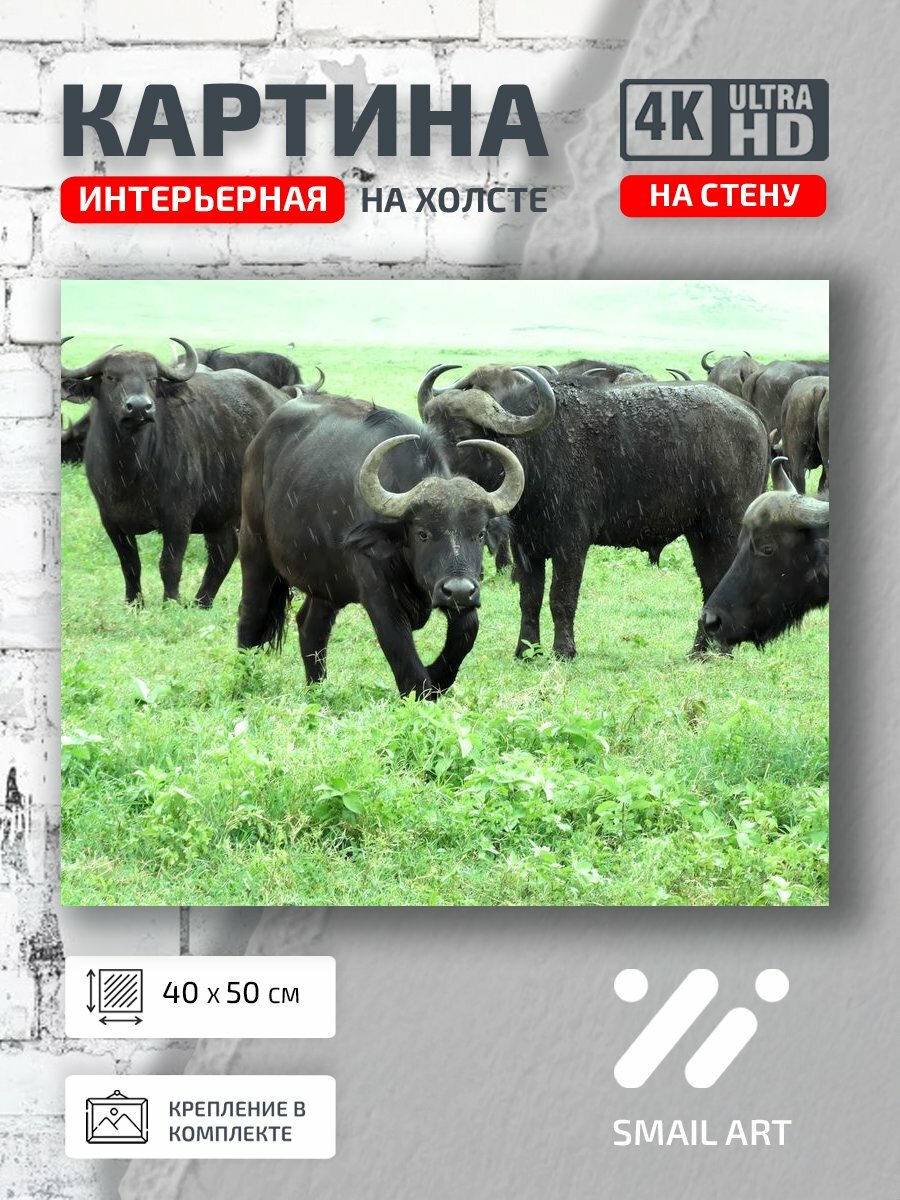 Картина на холсте интерьерная 40 на 50 на стену Буйволов Mood для гостиной атмосфера декор