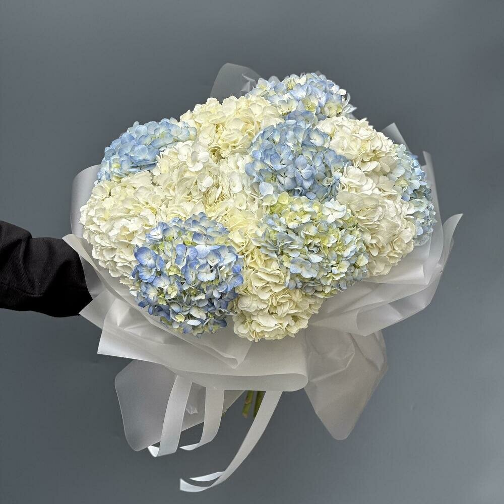 Букет цветов из 11 колумбийских белых голубых гортензий высота