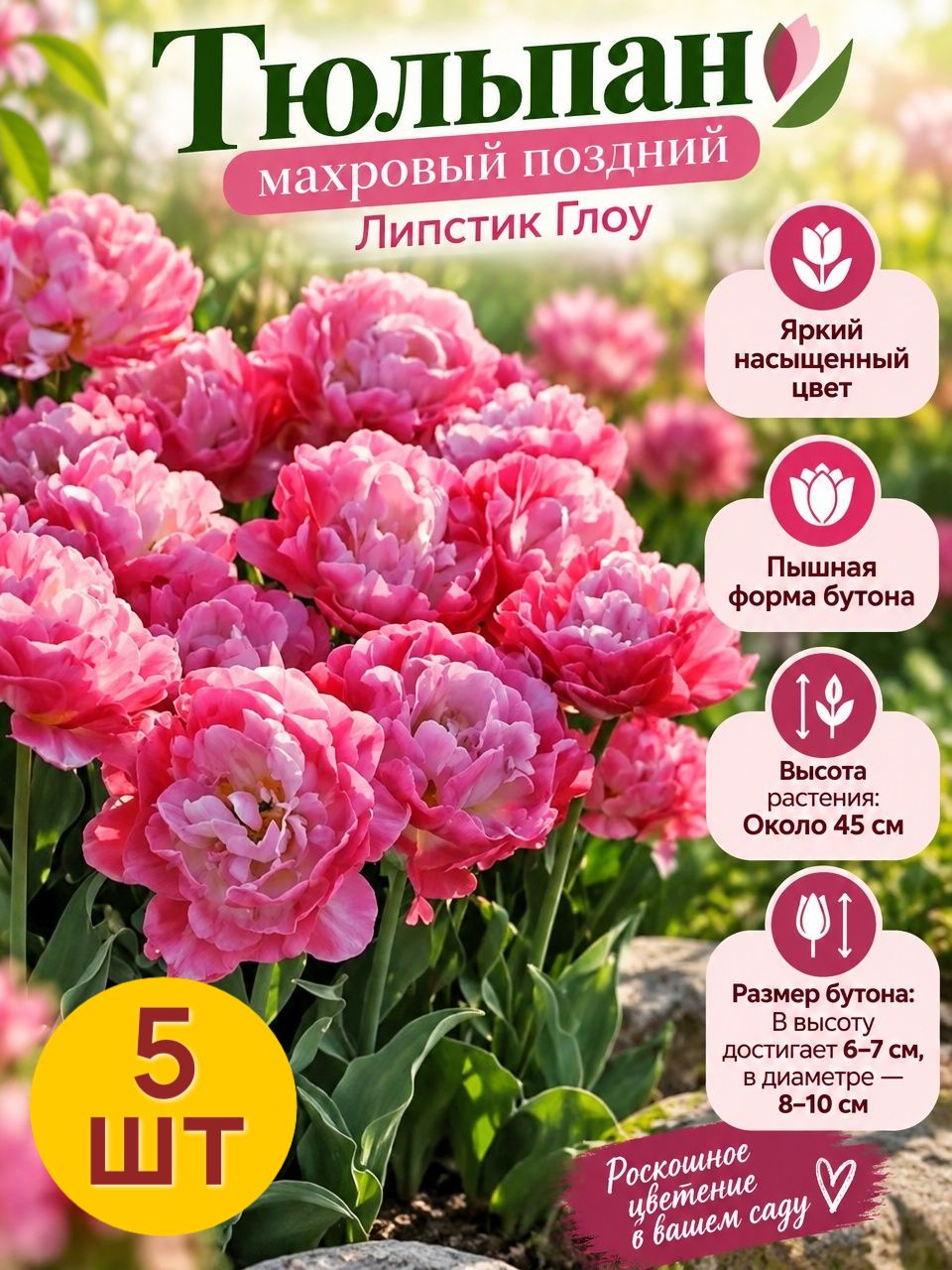 Тюльпан махровый поздний липстик глоу 11/12 / 5 луковиц
