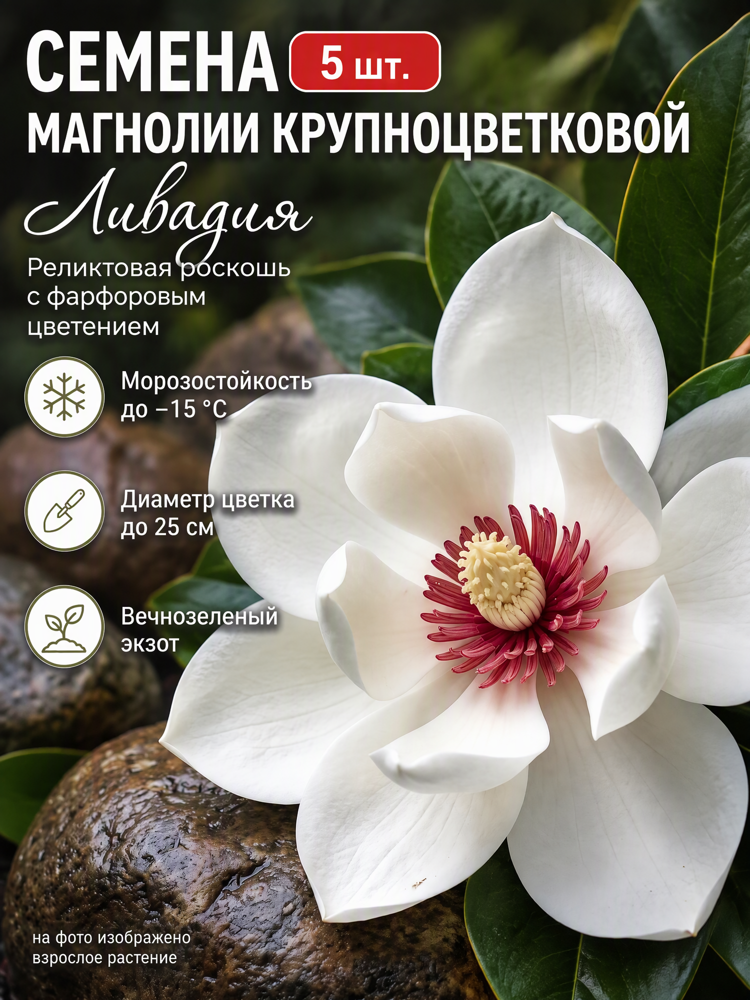 Магнолия Крупноцветковая Ливадия, Семена, 5 шт, семена цветов и цветущих растений