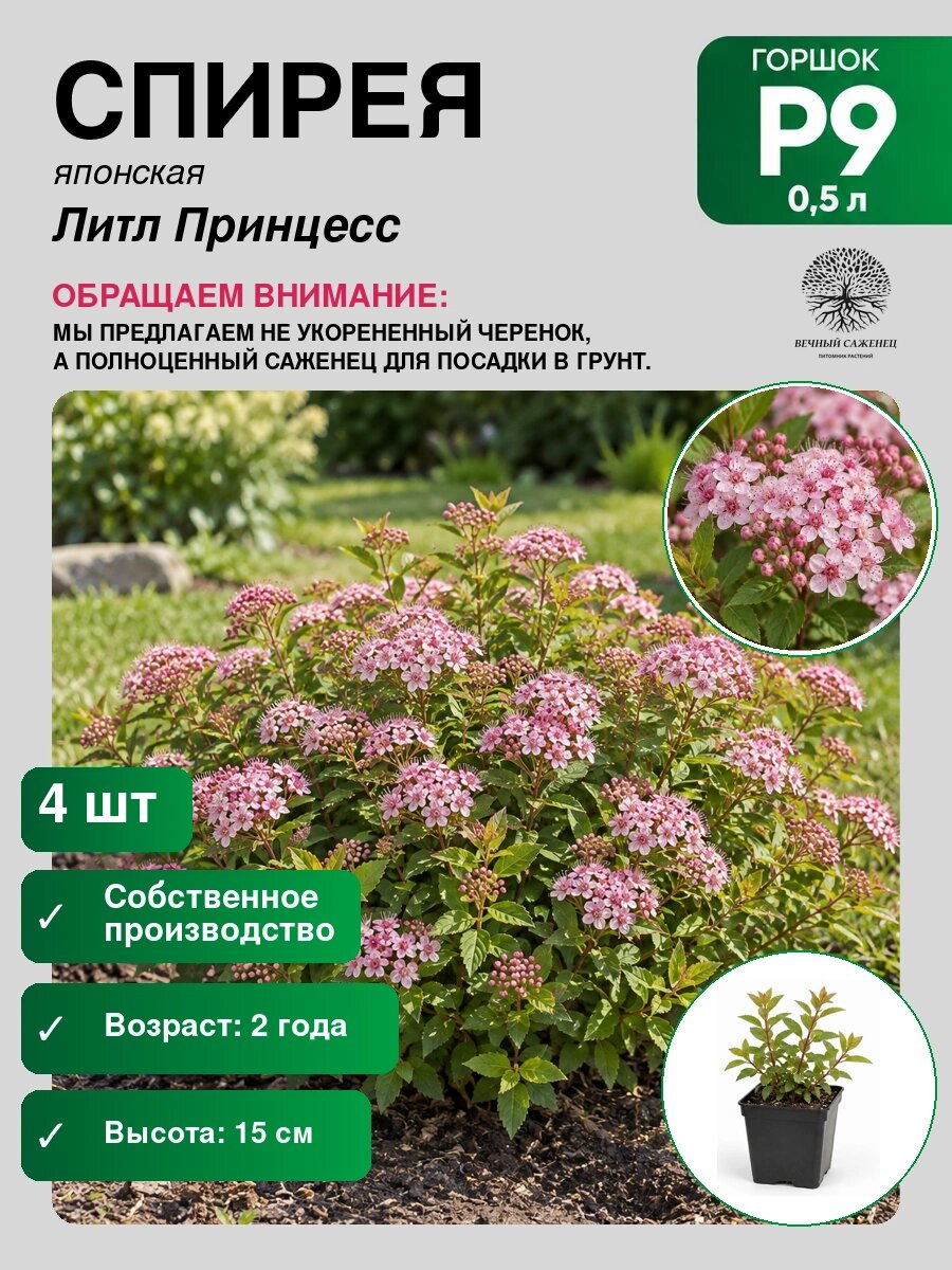 Спирея японская Литл Принцесс, 4 саженца для сада и дачи, декоративные растения для посадки