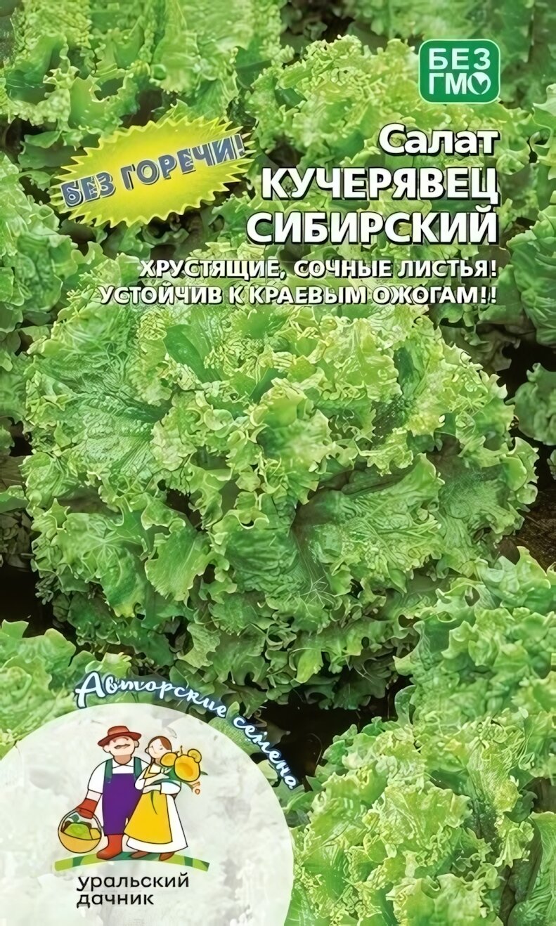 Семена салата листового «Кучерявец сибирский», 0,25 г, среднеспелый, хрустящий, без горечи