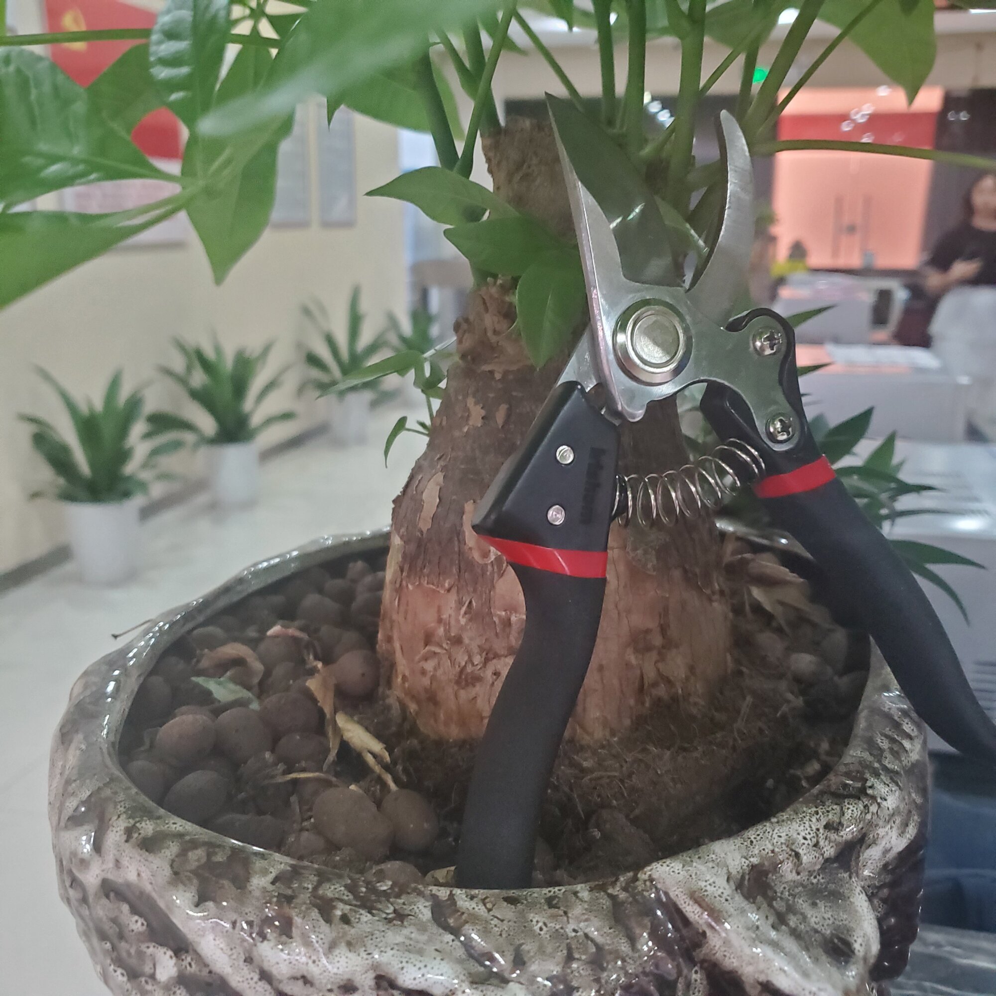 Irishom Pruning Scissors Gardening Scissors Pruning Shears Tree Trimmers Secateurs Hand Pruner Sharp Pruning Shears Labor-saving Fruit Trees Garden Scissors