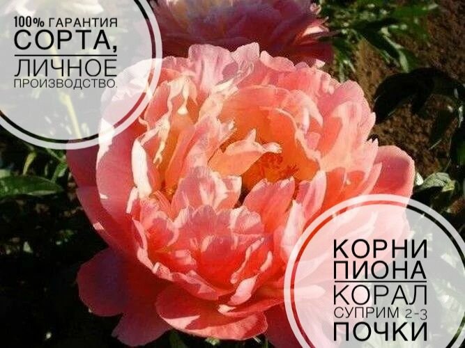 Корни пиона Корал Суприме. 2-3 почки