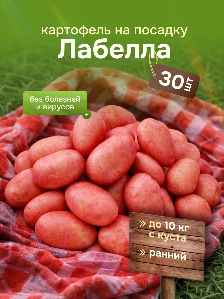 Семенной картофель на посадку Лабелла 30 шт (ранний)