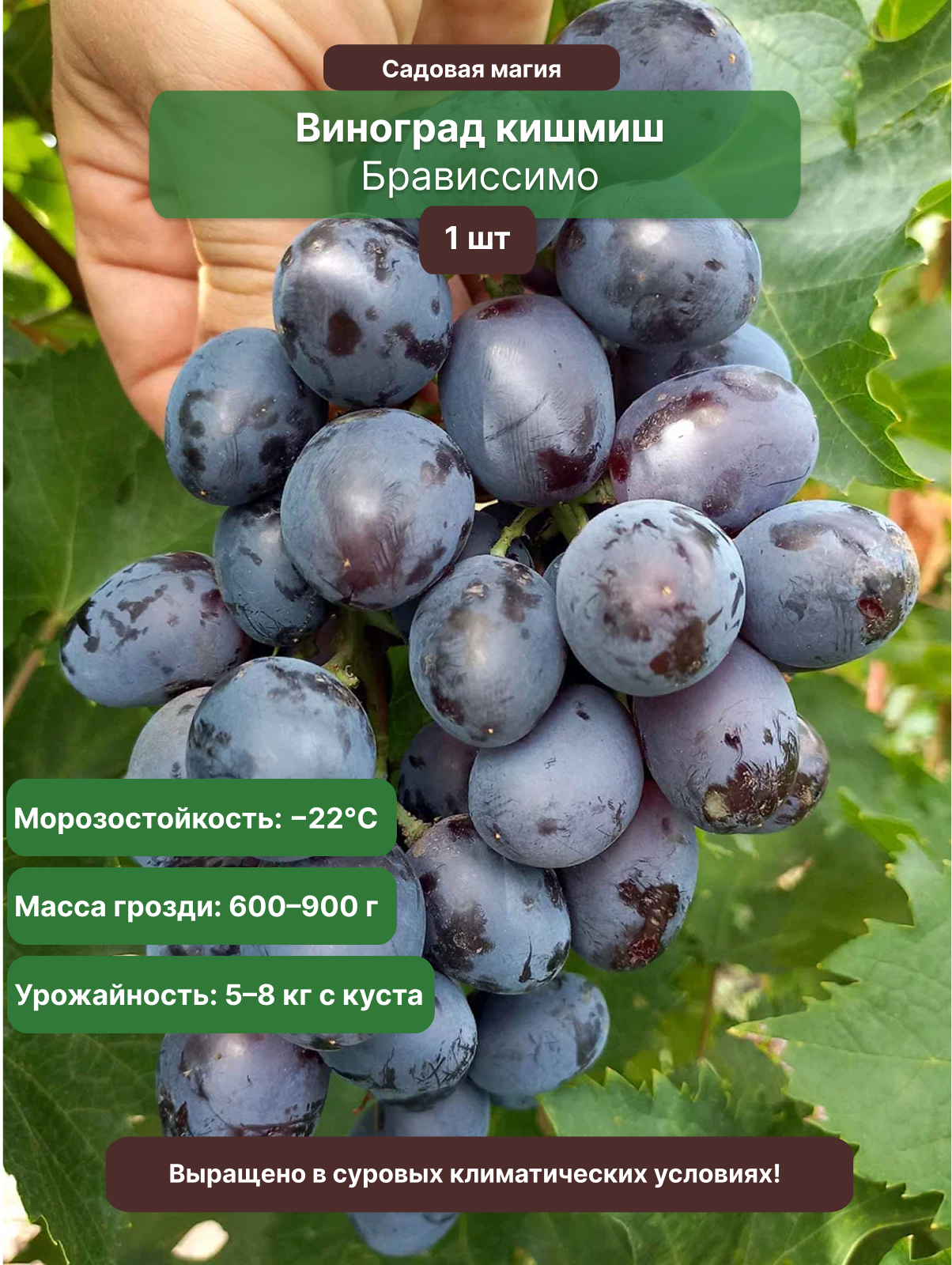 Виноград кишмиш Брависсимо 1 шт / многолетний, раннеспелый сорт