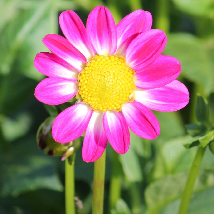 Георгина Свитхарт (1 клубень), Нидерланды