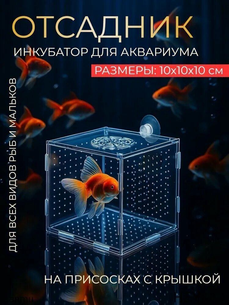 Отсадник для рыб инкубатор для мальков в аквариум 10х10х10 см